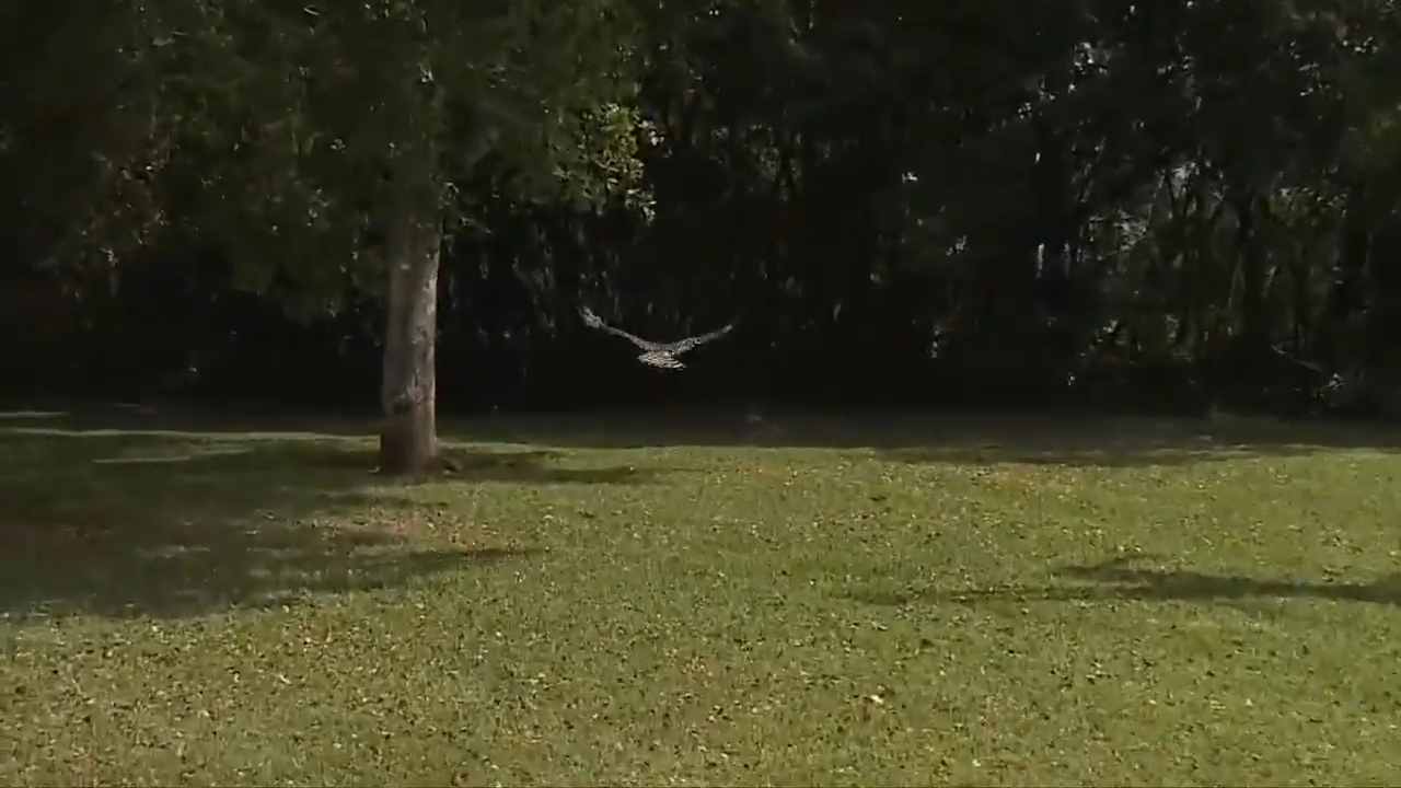 Red-shouldered hawk is released after undergoing surgery due to BB gun ...