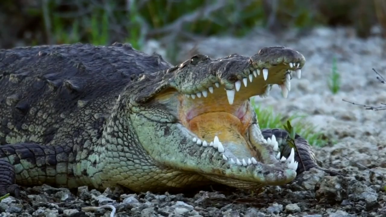 Over 500 crocodiles hatch at Turkey Point in South Miami-Dade - WSVN ...