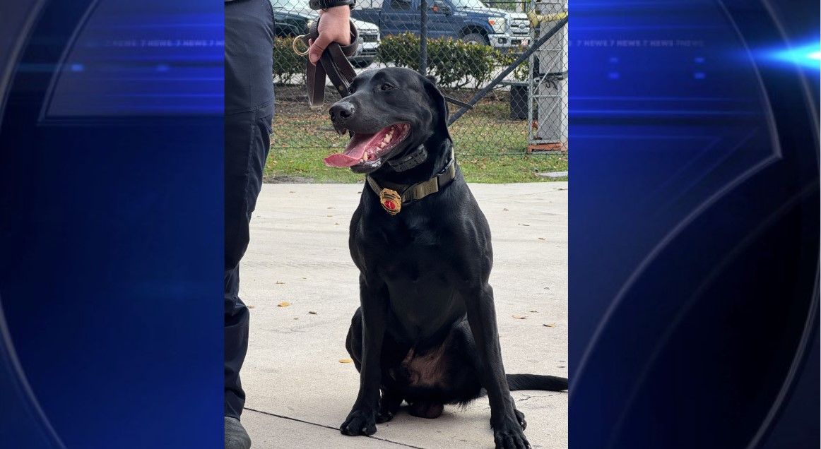 K9 Scout joins Fort Lauderdale Fire Rescue as search-and-rescue dog ...