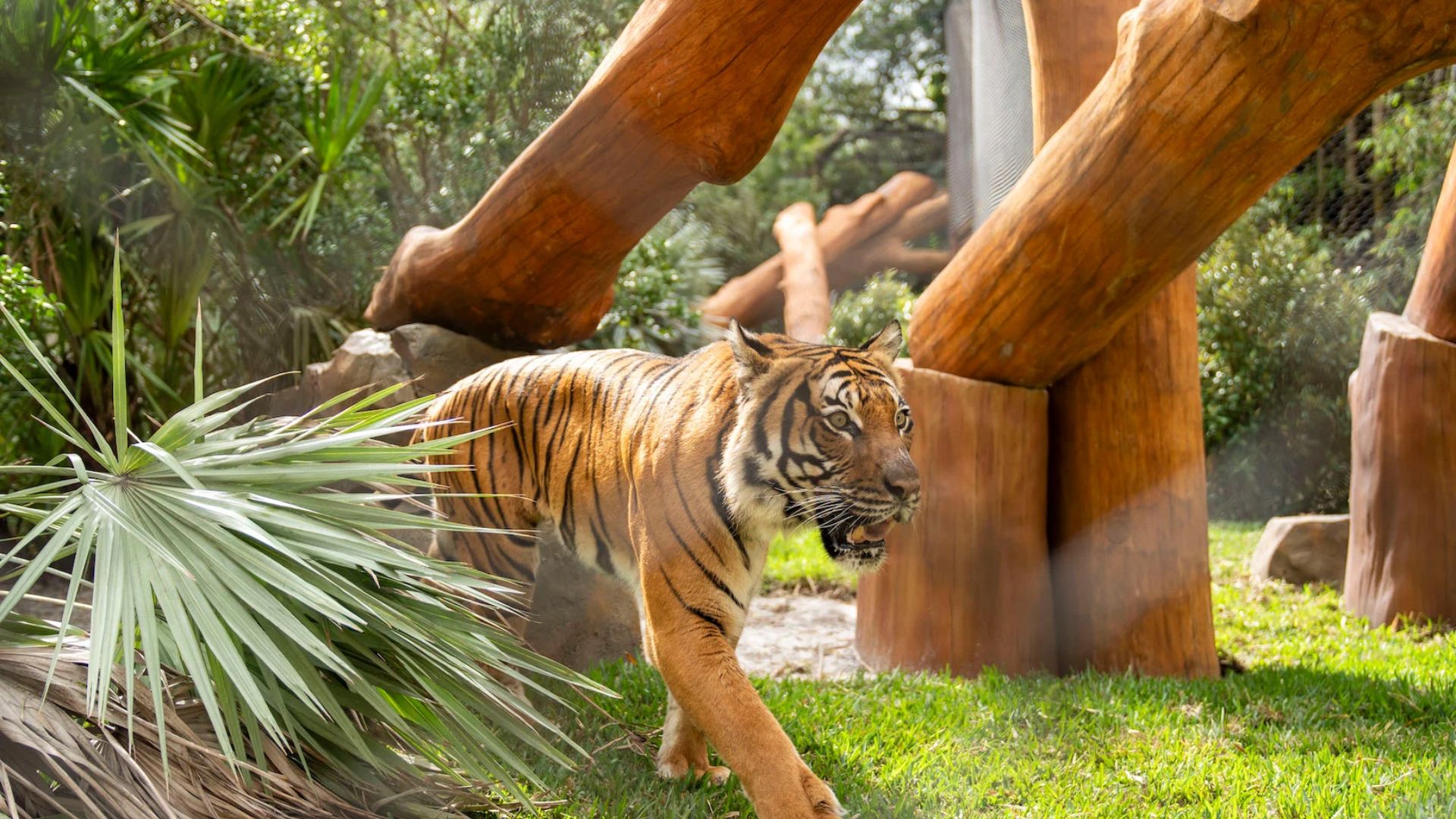 Meet Olan, Palm Beach Zoo’s bold new Malayan tiger that treads the ...