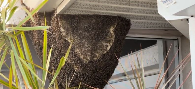 Florida homeowner discovers massive beehive outside home - WSVN 7News ...