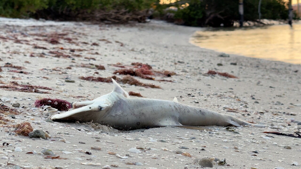 Thousands of dead fish wash ashore around Fort Myers Beach as Red Tide ...