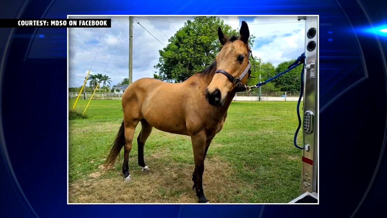Miami-Dade deputies hold memorial in Tropical Park after death of ...