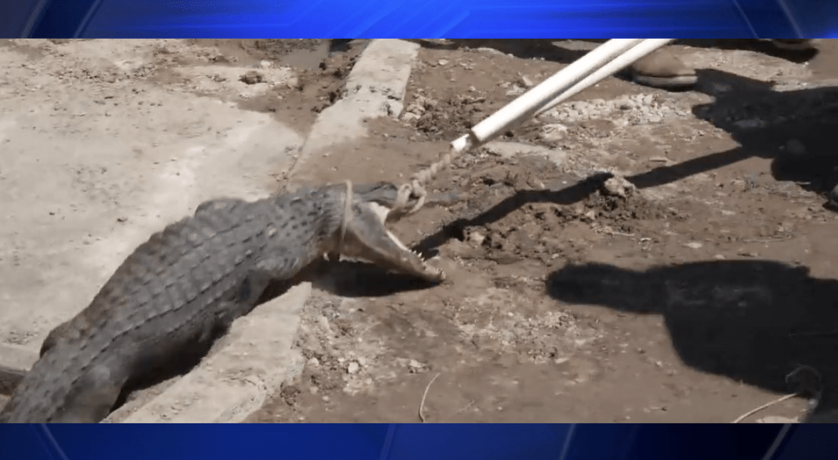 Alligator freed after being trapped in Texas storm drain for over a ...