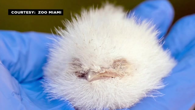 Zoo Miami gives first peek at newborn birds - WSVN 7News | Miami News ...