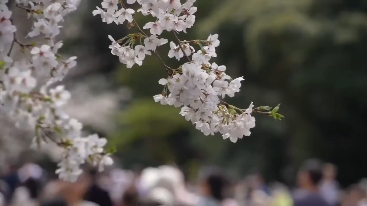 Japan’s cherry blossom season begins as first blooms appear in Tokyo ...