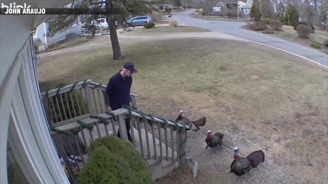 Fowl delivery: 3 rowdy turkeys ruffle Massachusetts mail carrier’s ...