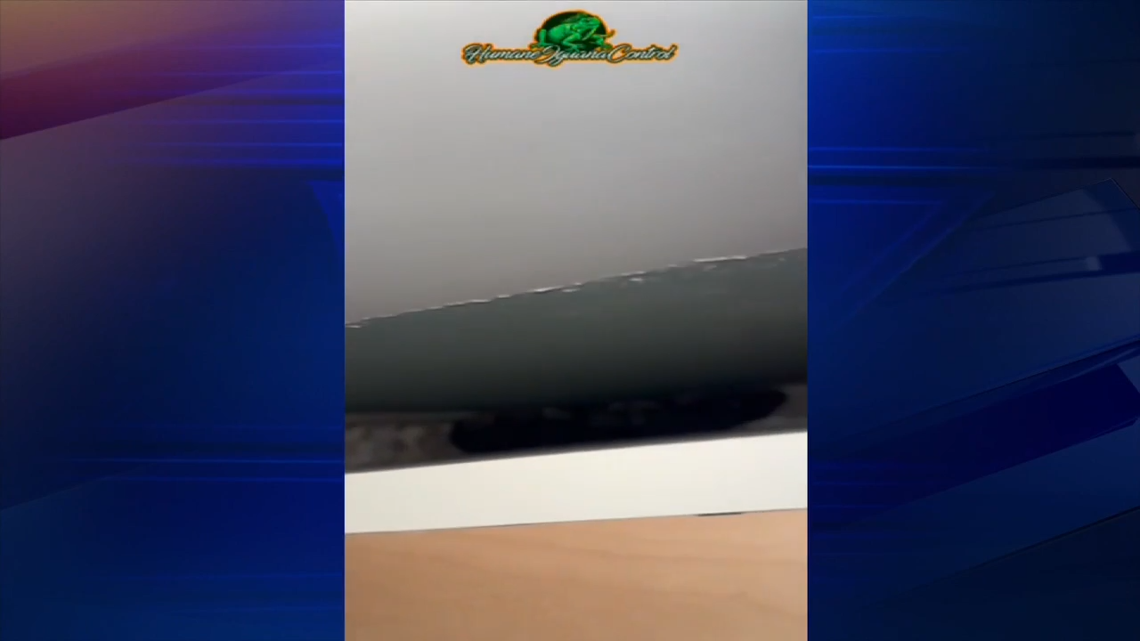Humane Iguana Control helps remove spiny tail iguana from home in ...