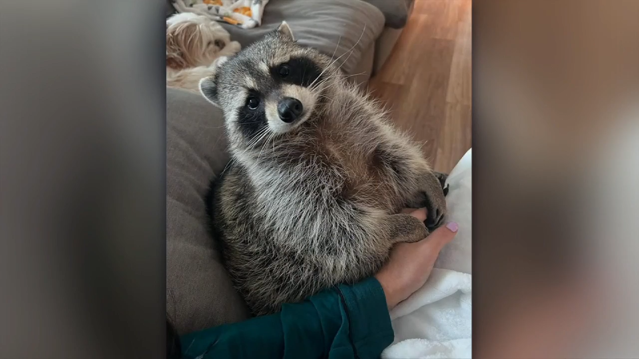 Louie the Raccoon, social media star, passes away, days before his 4th ...