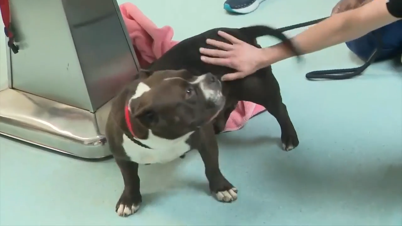 Pit bull rescued from I-595 given clean bill of health, set to be up ...