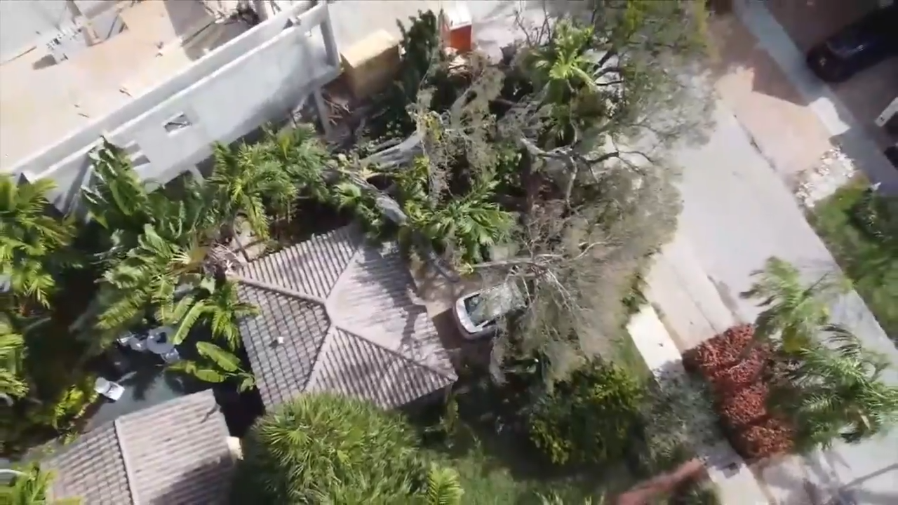 Massive tree falls on car in Fort Lauderdale’s Victoria Park ...