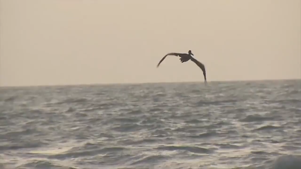 Pelican released in Miami Beach after undergoing surgery to remove fish ...