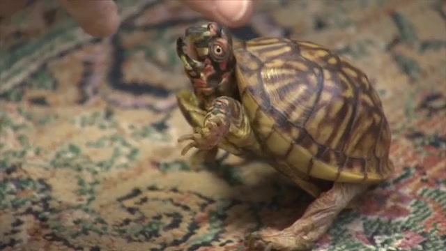 Child psychologist in Sunrise uses turtle therapy to help kids come out ...