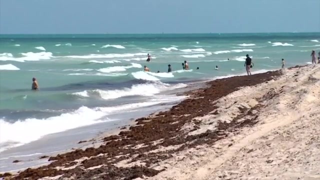31 million tons of toxic seaweed is creeping toward beaches in Florida ...