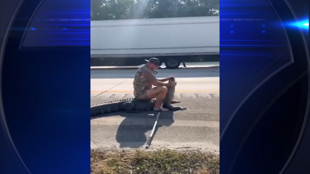 Barefoot Florida man wrangles alligator on I-95 in Jacksonville - WSVN ...