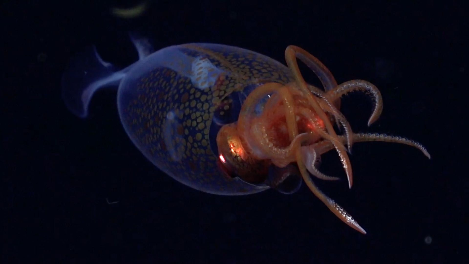 A Colossal Squid Is Caught On Camera For The First Time In The Deep Sea Wsvn 7news Miami