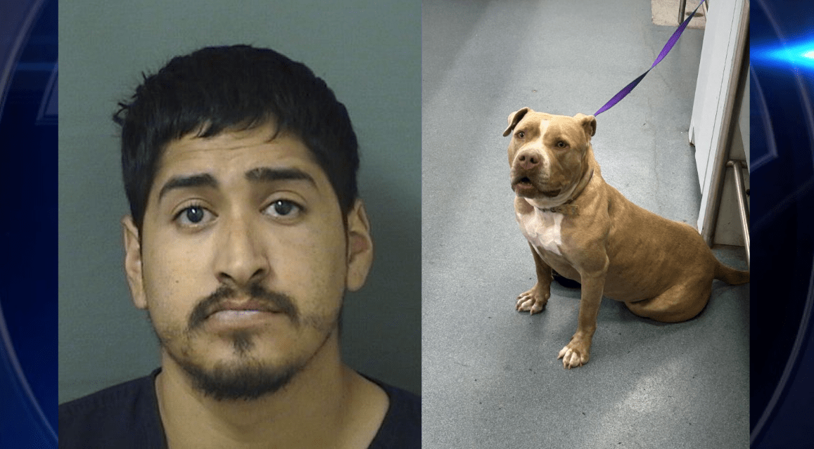 Man arrested for allegedly beating roommate’s dog with metal trailer hitch in Palm Beach County ...