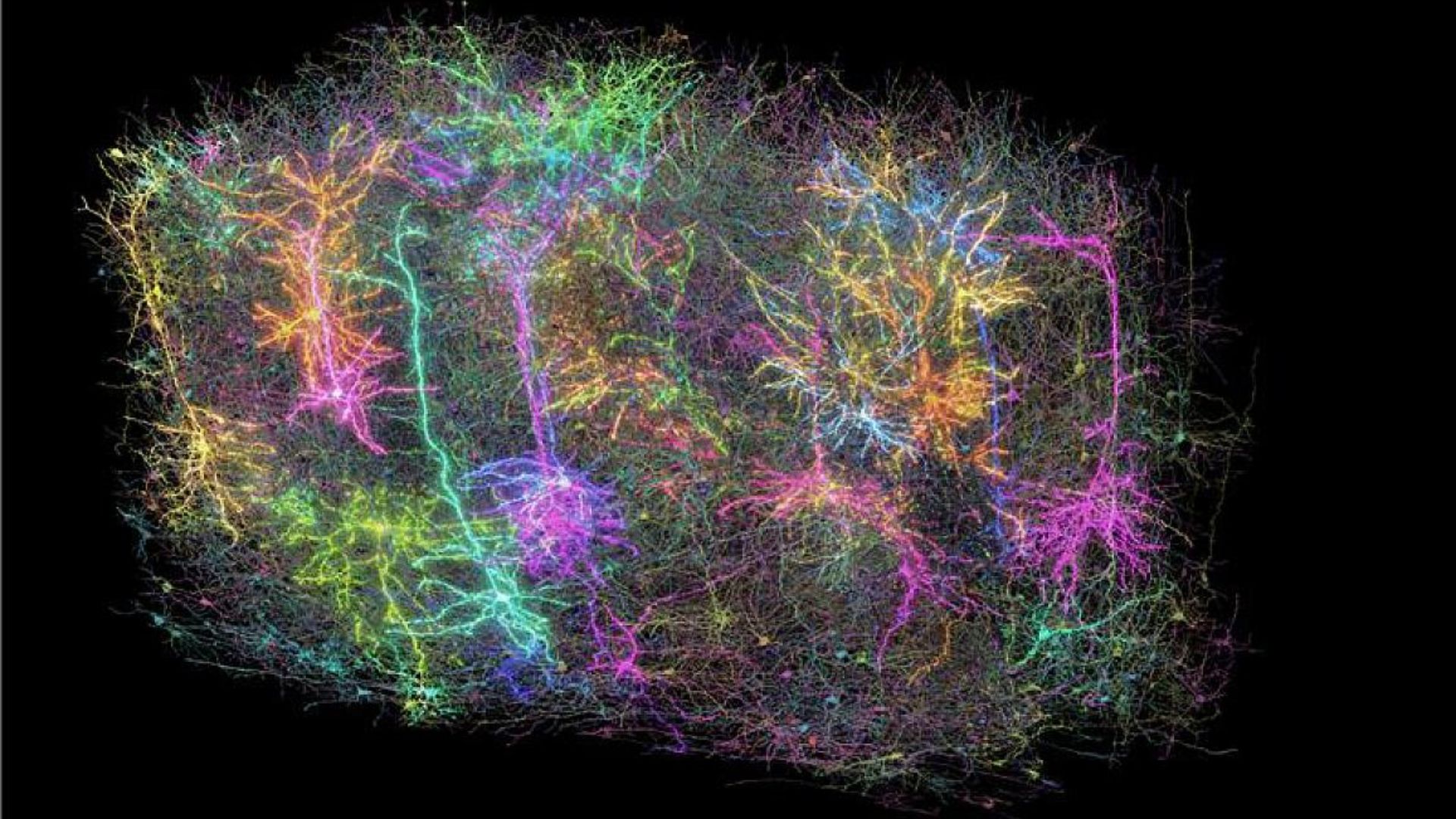 Scientists map part of a mouse’s brain that’s so complex it looks like ...