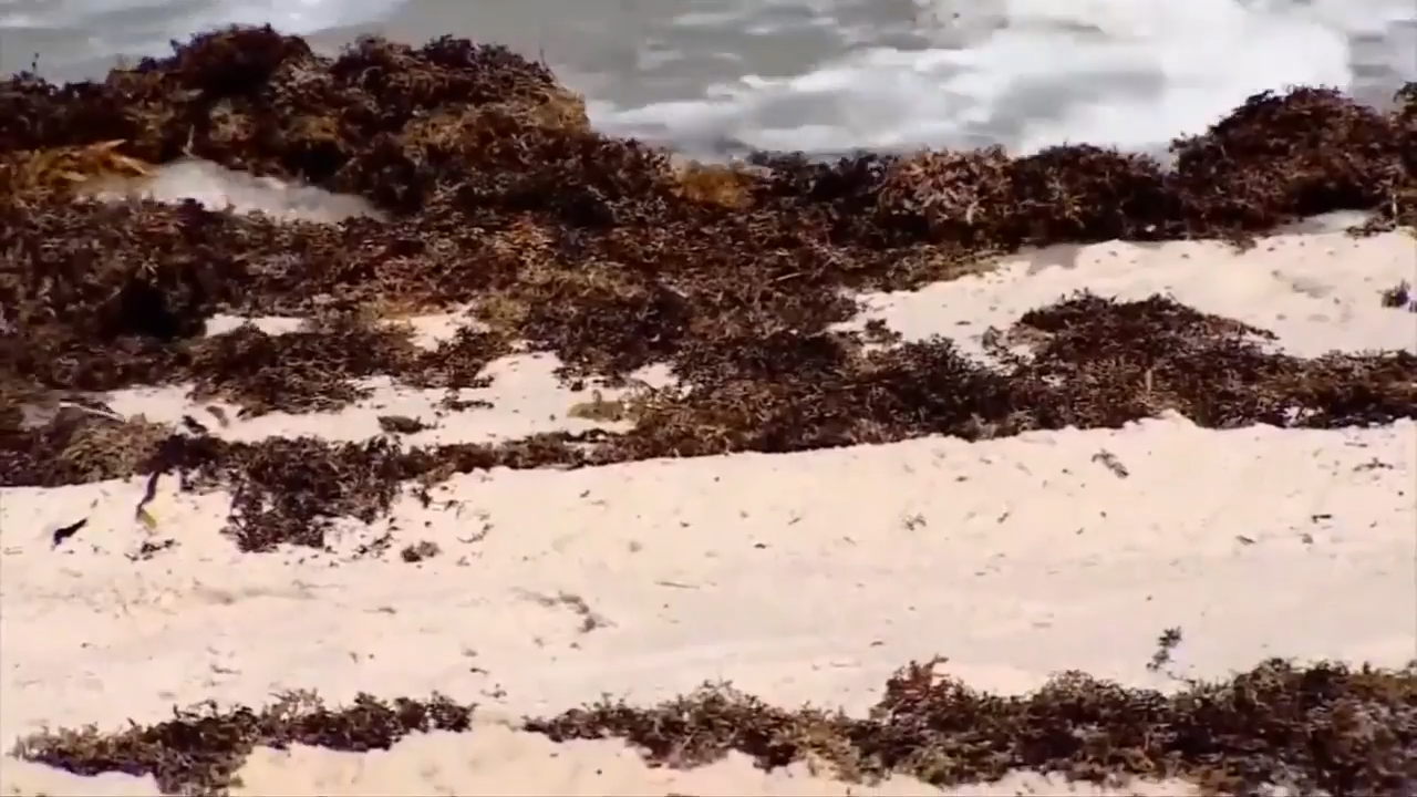Scientists say seaweed season may be worst ever for Florida beaches ...