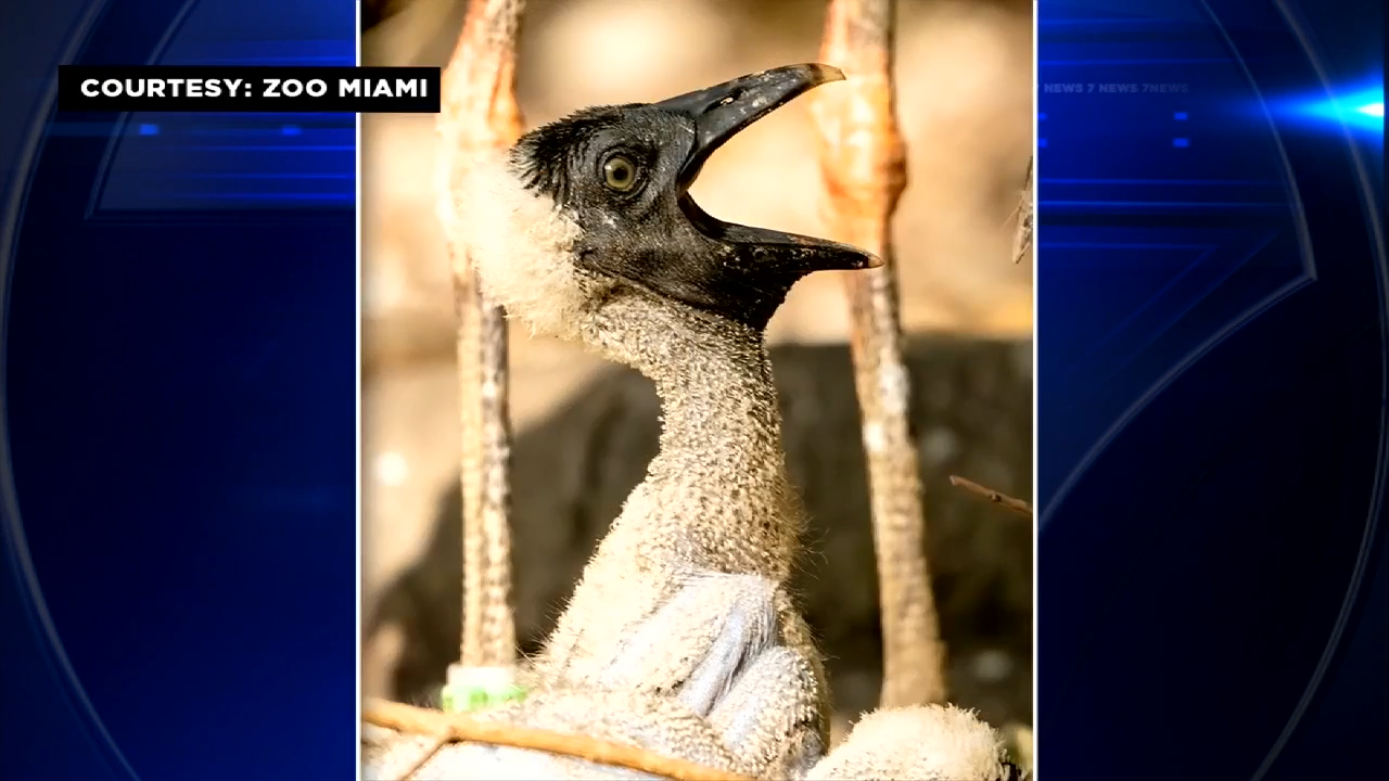 Several unique bird eggs hatch at Zoo Miami ahead of Mother’s Day ...