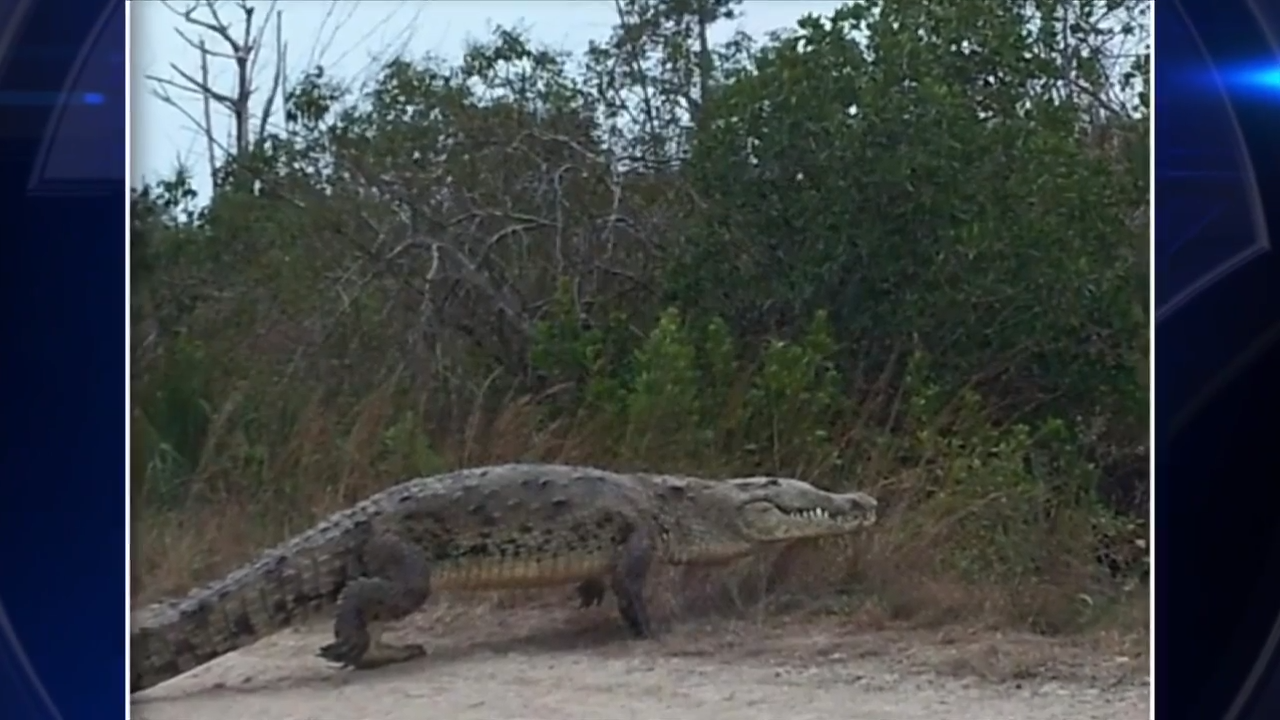 Video captures crocodile ‘Fred’ lounging near Black Point Marina ...