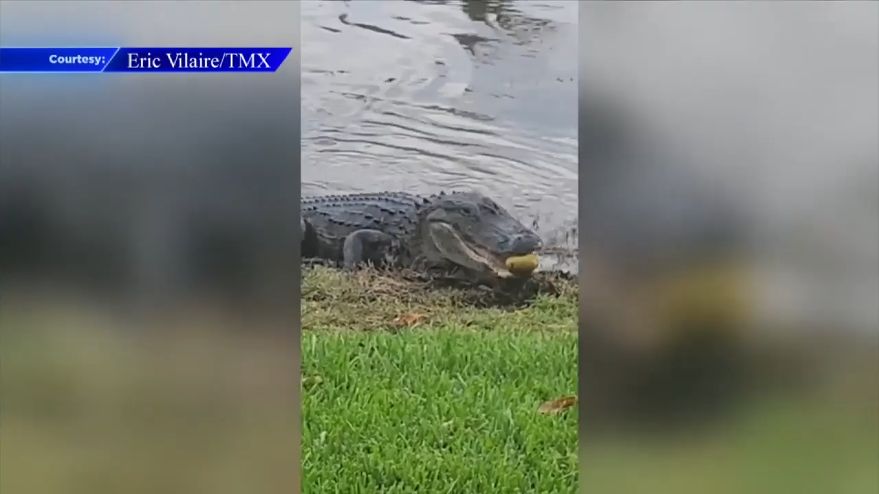 Alligator seen on video chomping down on mangoes in Weston - WSVN 7News ...