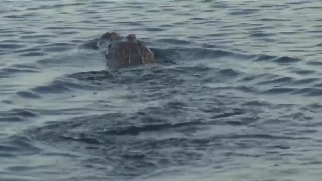 New details released after alligator attacks kayaker in Central Florida ...