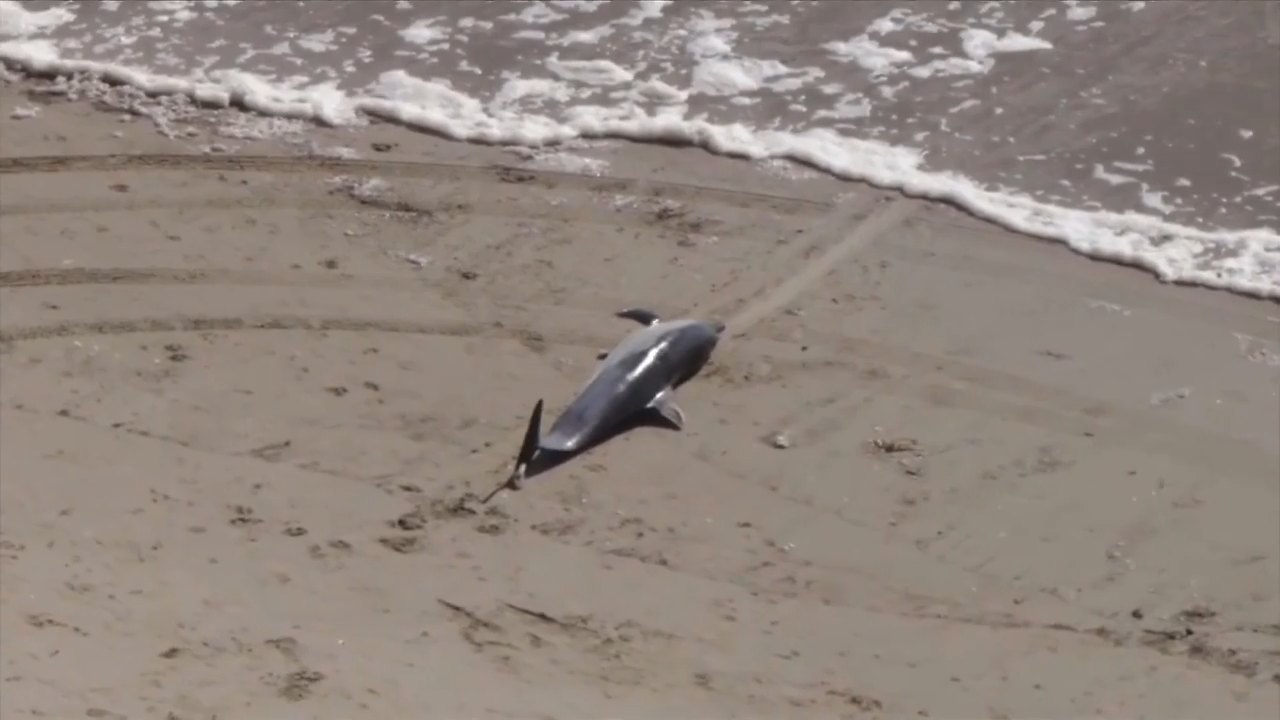 Crisis in the waters: Toxic algae overwhelms San Diego rescuers as ...