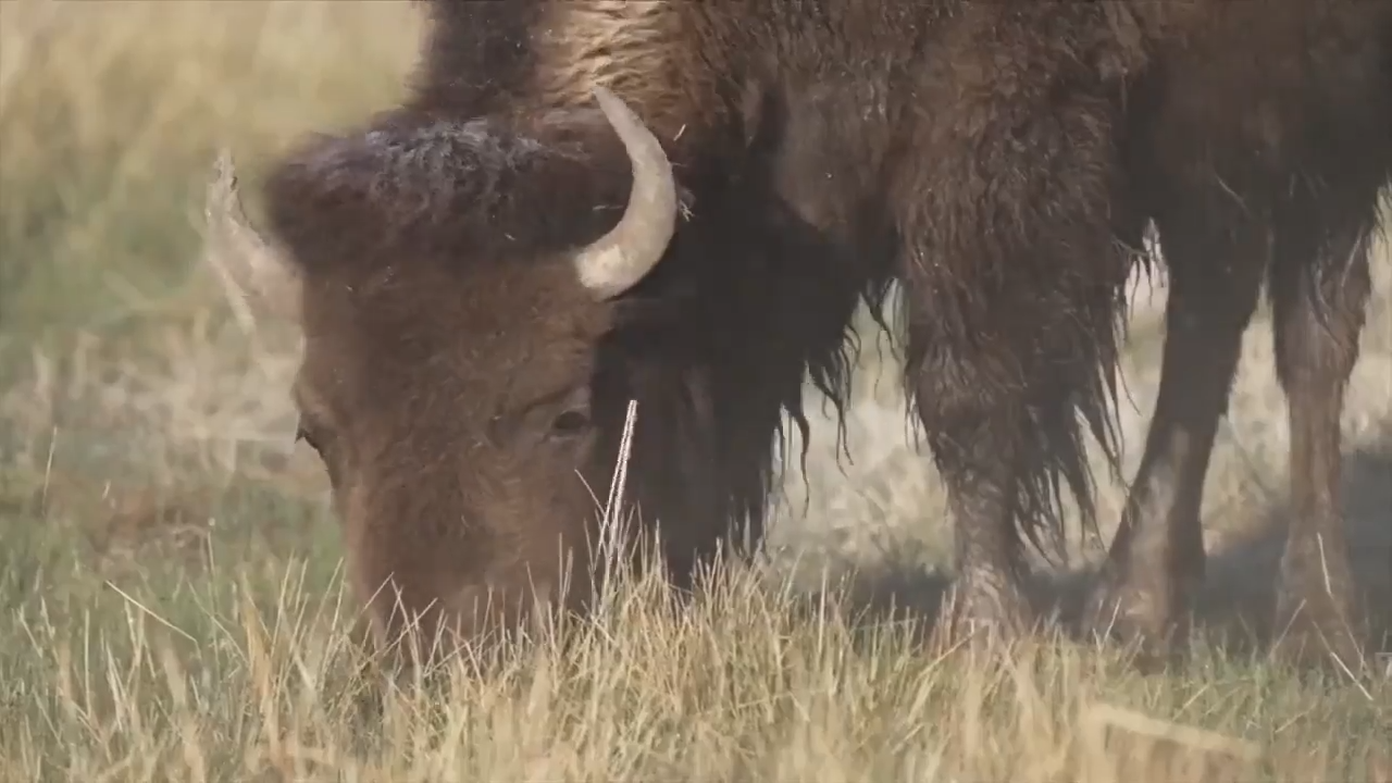 Florida man gored by bison in year’s first attack by Yellowstone’s most ...