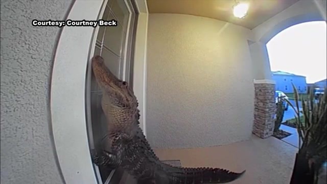 Too close for comfort: Gators seen scratching and knocking on front ...
