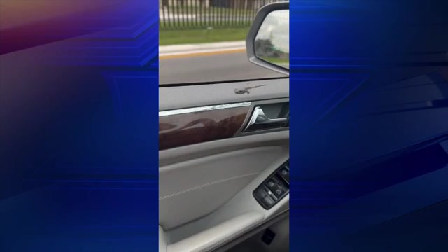 Orlando driver spots baby frog in her car, asks it not to jump at her ...