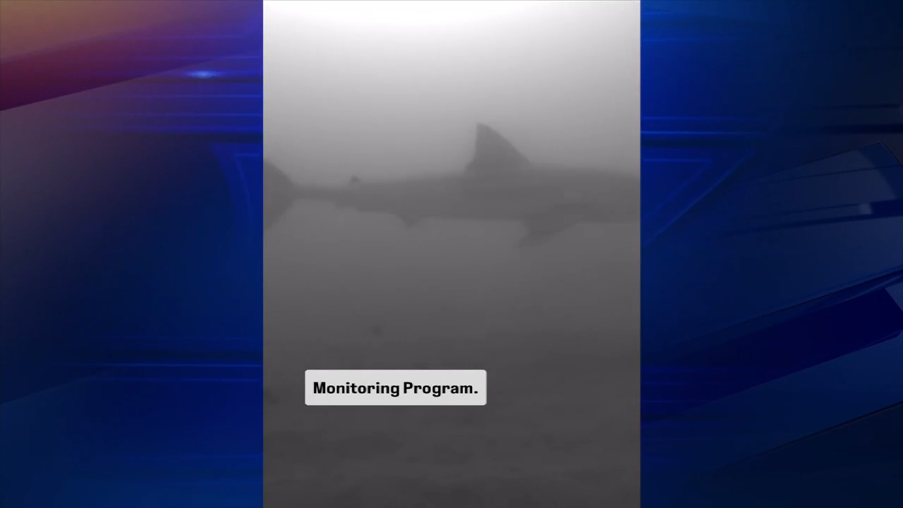 Juvenile great white shark spotted off coast of Pinellas County - WSVN ...