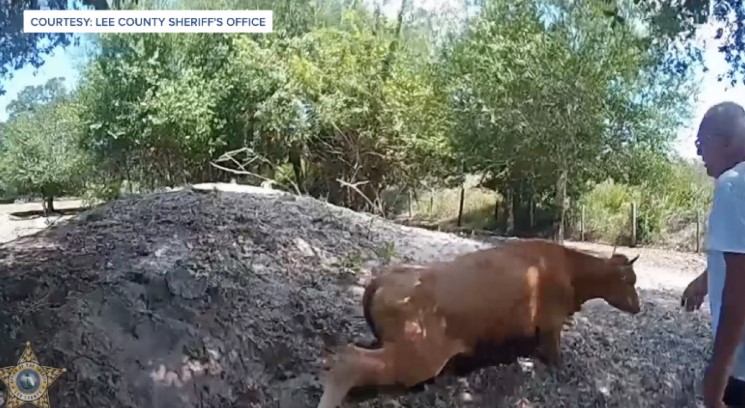 Florida man charged with animal cruelty for shooting neighbor’s ...