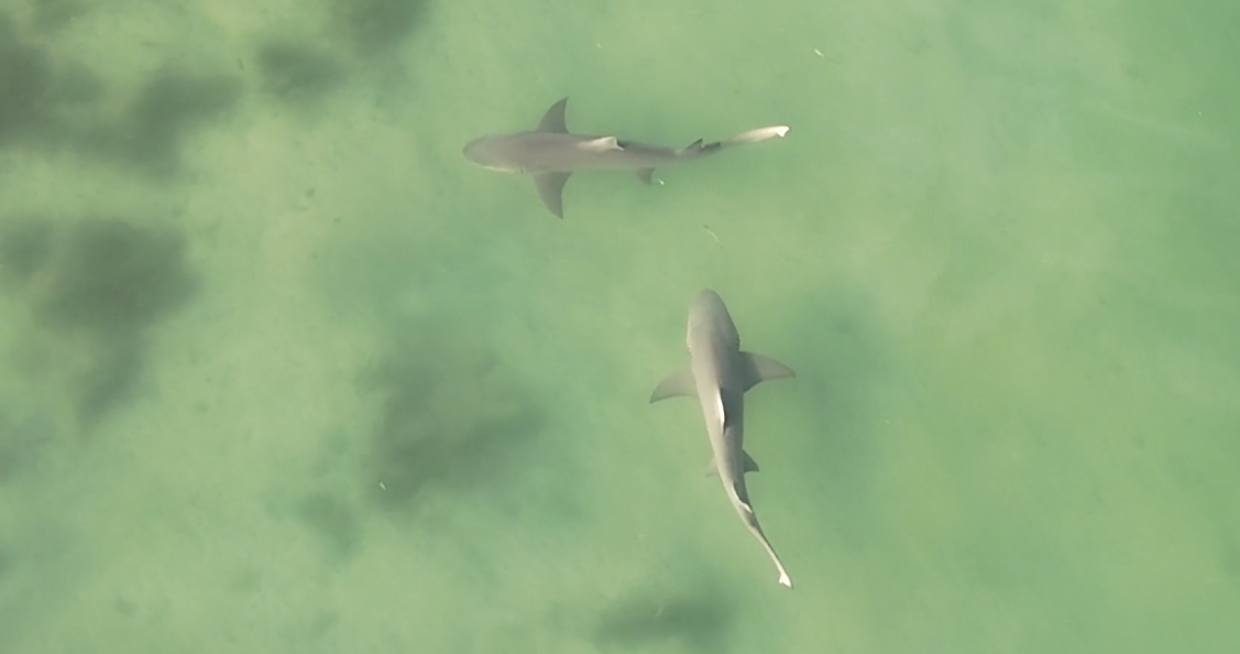 Drone footage captures two large sharks in Clearwater Beach - WSVN 7News | Miami News, Weather ...