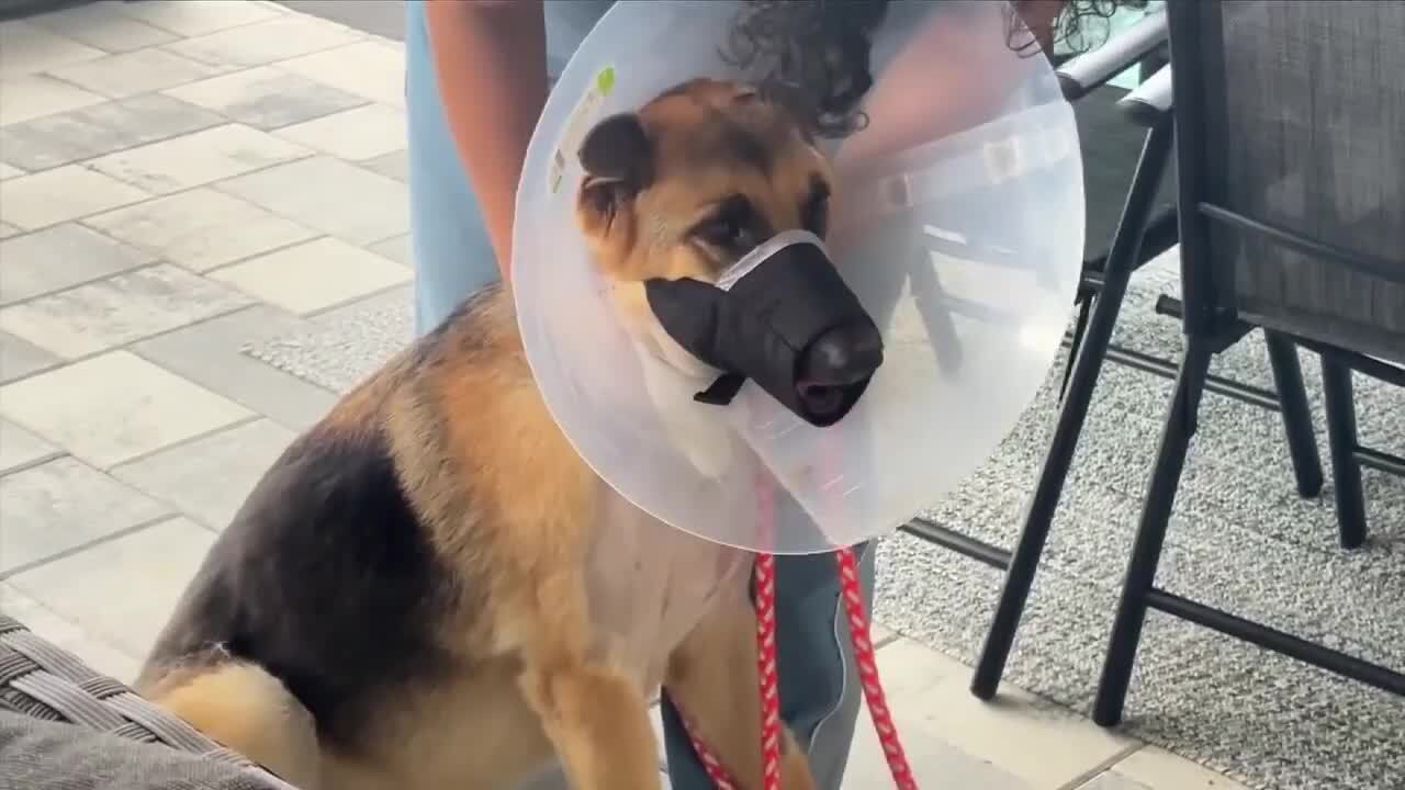 Family dog recovering after alligator attack in Tampa Bay - WSVN 7News ...