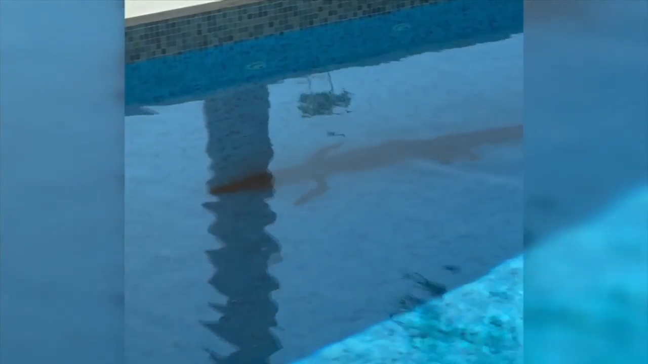 ‘Chills running up my spine’: Florida family finds 6-foot alligator ...