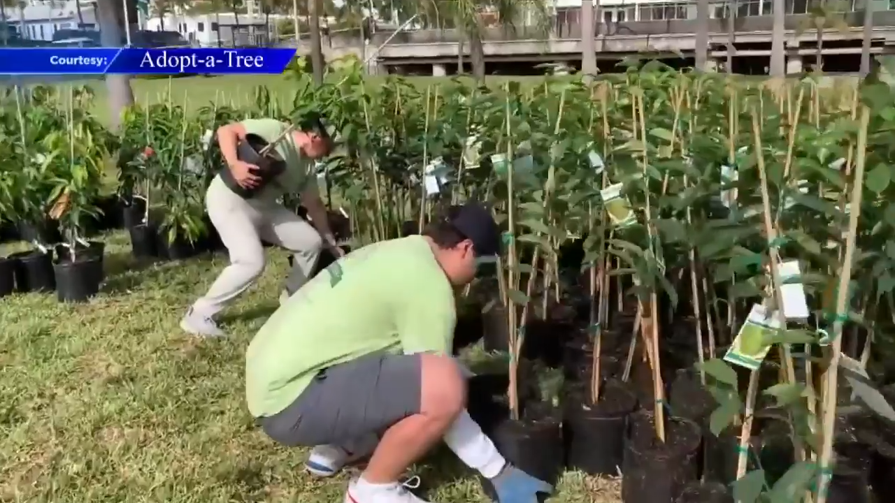 Miami-Dade gives away 250,000th tree as part of ‘Adopt-a-Tree’ program - WSVN 7News | Miami News ...