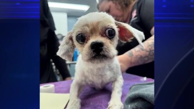 Good Samaritan donates food to animal rescue group that saved small dog ...