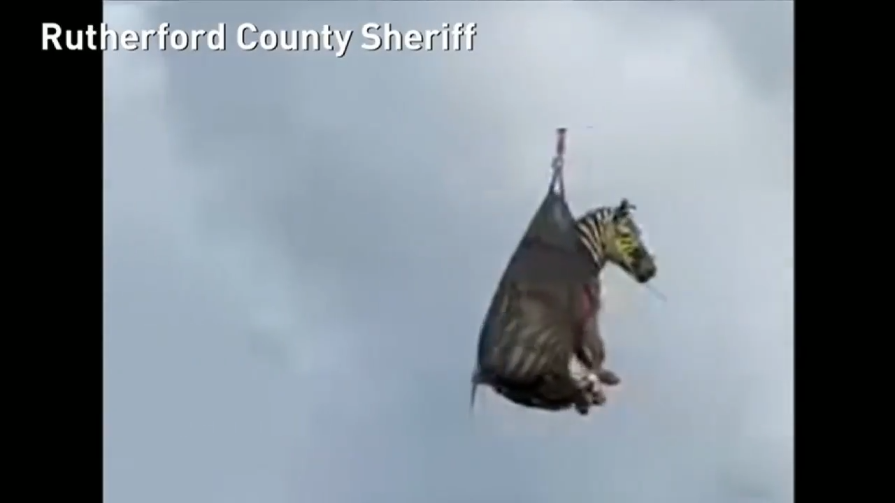 A runaway pet zebra has been captured in Tennessee - WSVN 7News | Miami News, Weather, Sports ...