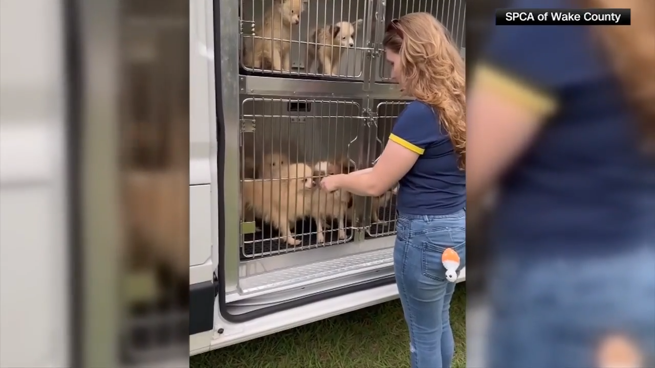 More than 100 dogs and puppies rescued from suspected puppy mill in ...