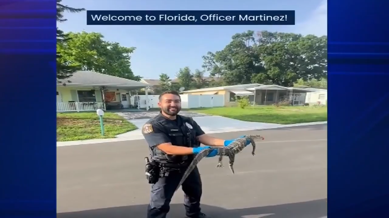 New Largo Police officer’s first alligator call goes viral - WSVN 7News ...