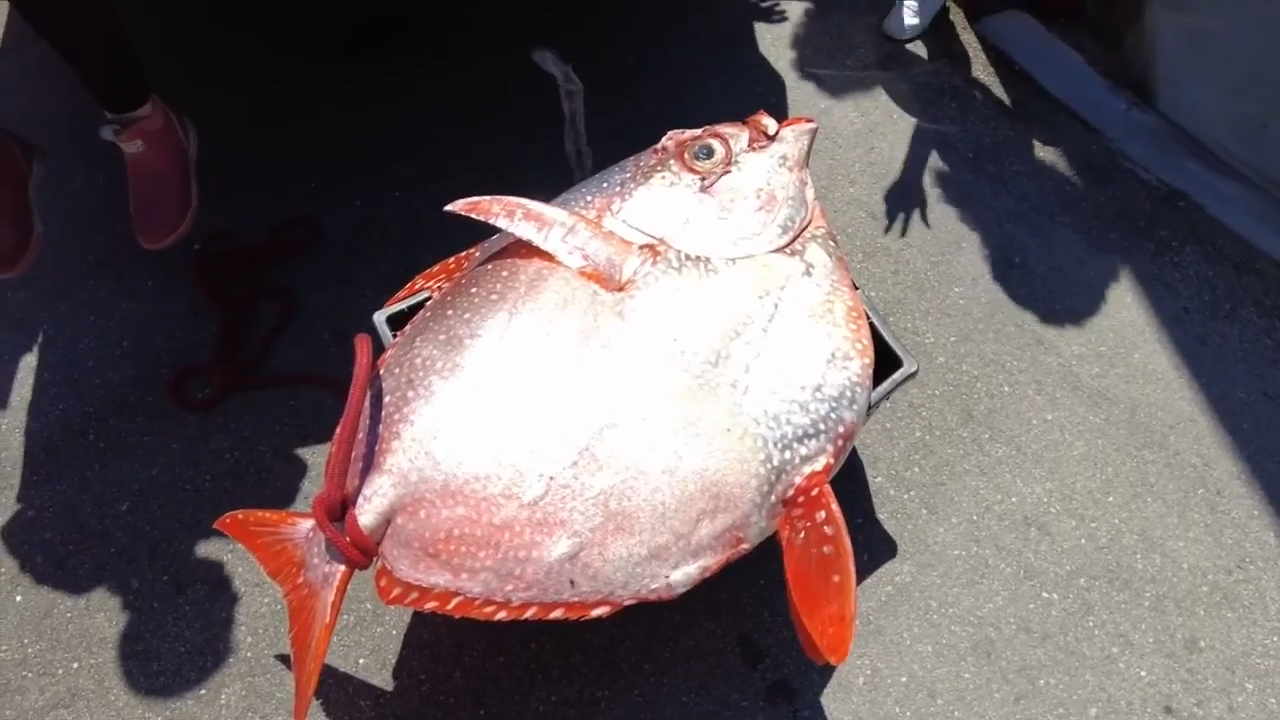 Woman reels in rare 148-pound Moonfish off the coast of Fort Lauderdale - WSVN 7News | Miami ...