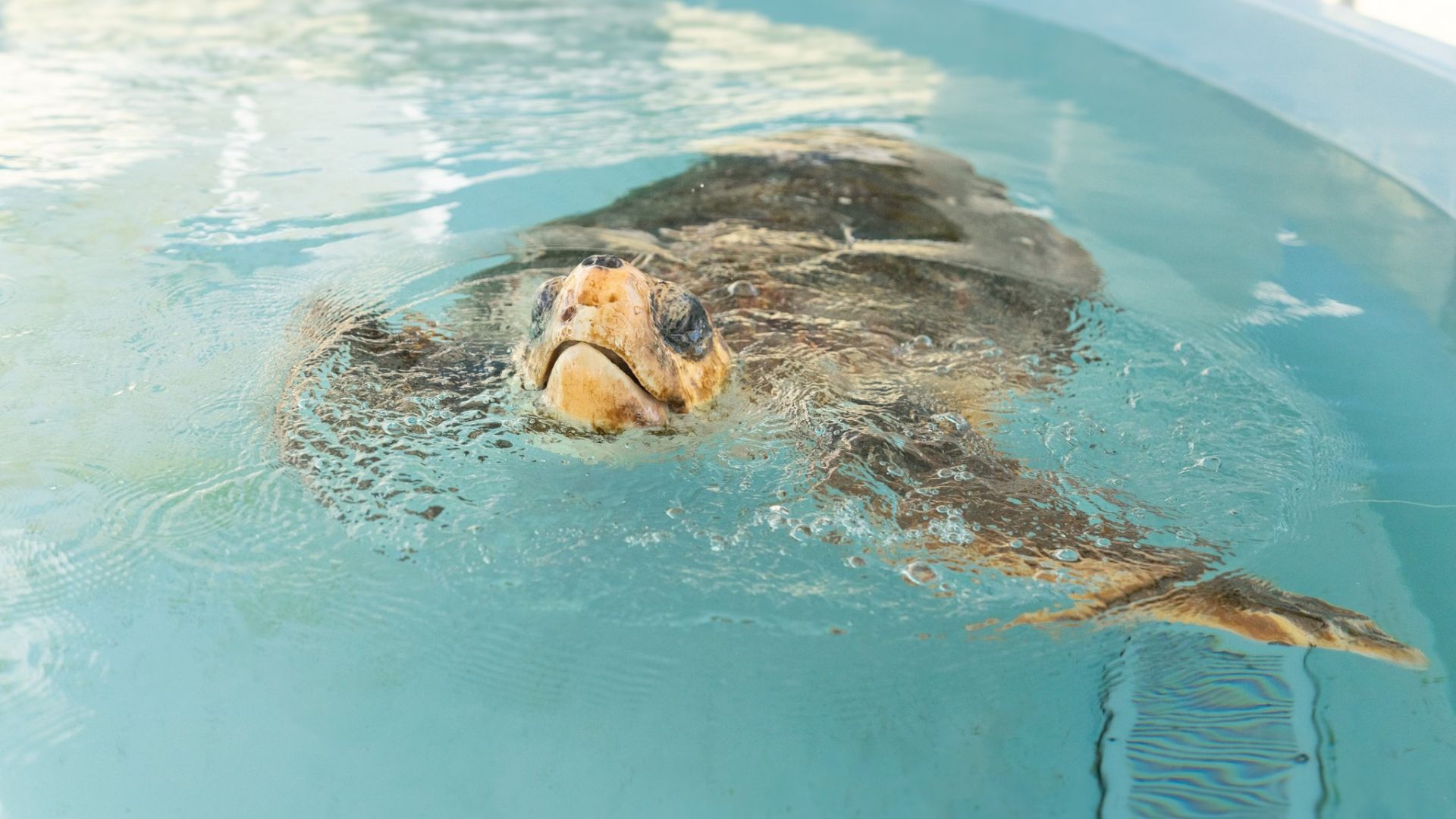 Dilly Dally the sea turtle returns to the ocean after flipper ...