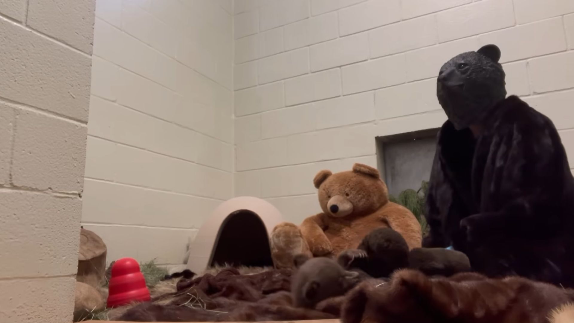 Orphaned bear cub cared for by humans dressed up as bears - WSVN 7News ...