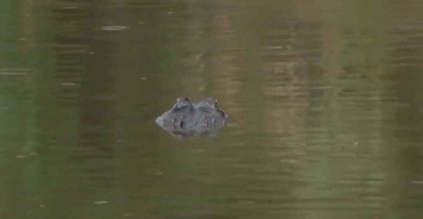 ‘Swam away with the victim’: Report details ‘thrashing gator’ incident ...