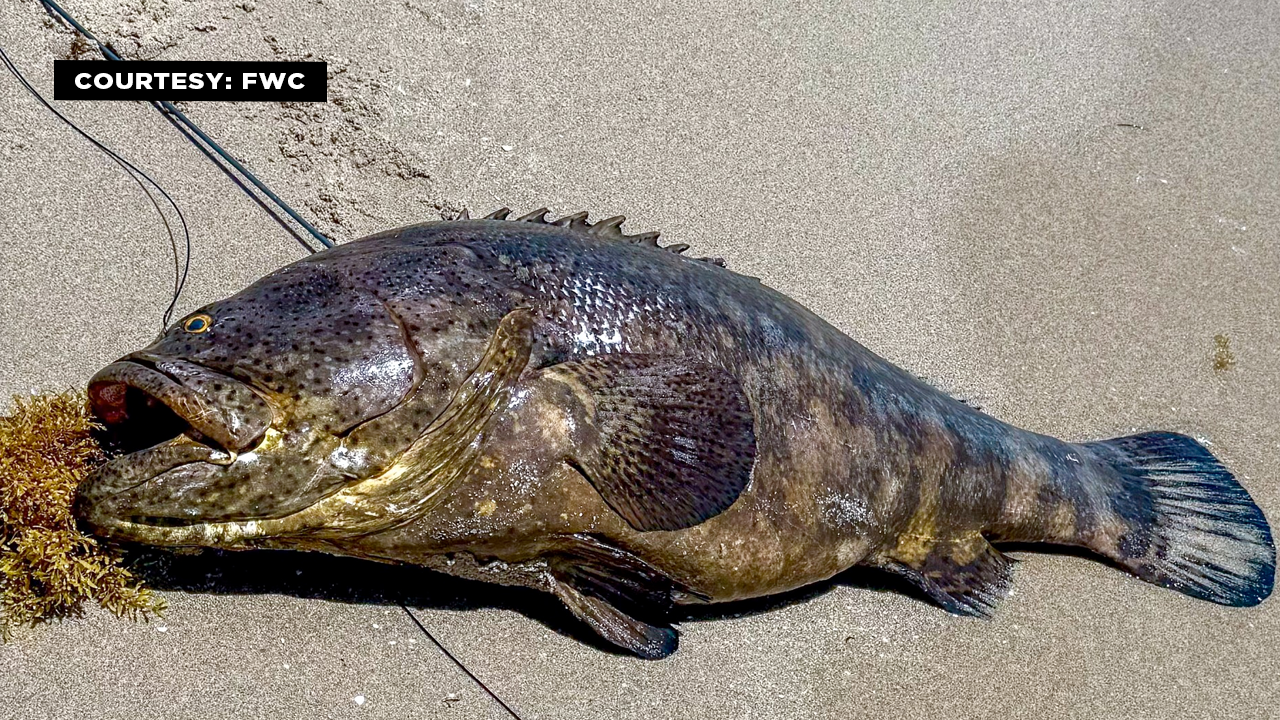 Pompano Beach man arrested for illegal spearfishing of protected ...
