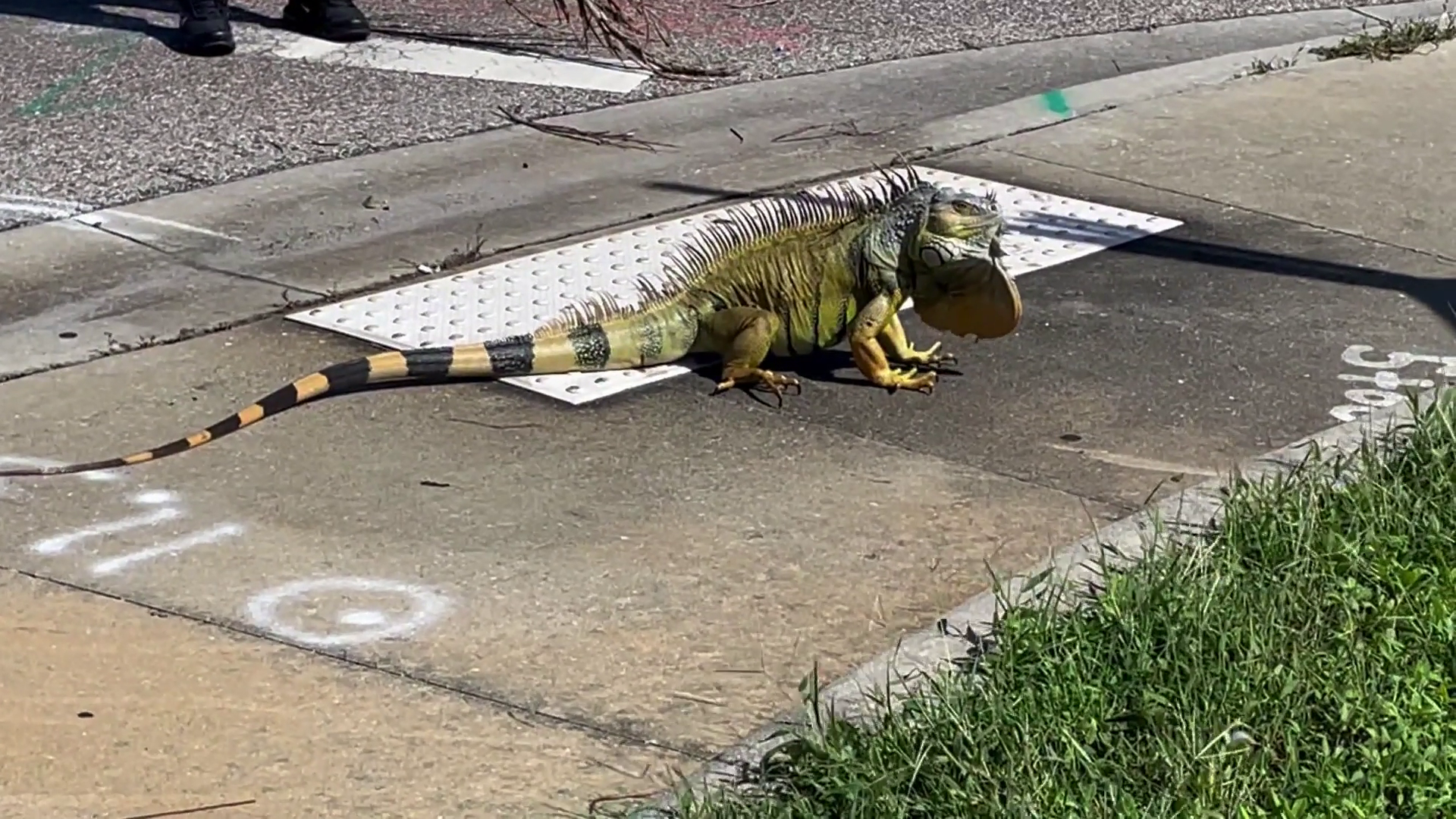 Florida woman says invasive green iguana nearly killed her dog - WSVN ...