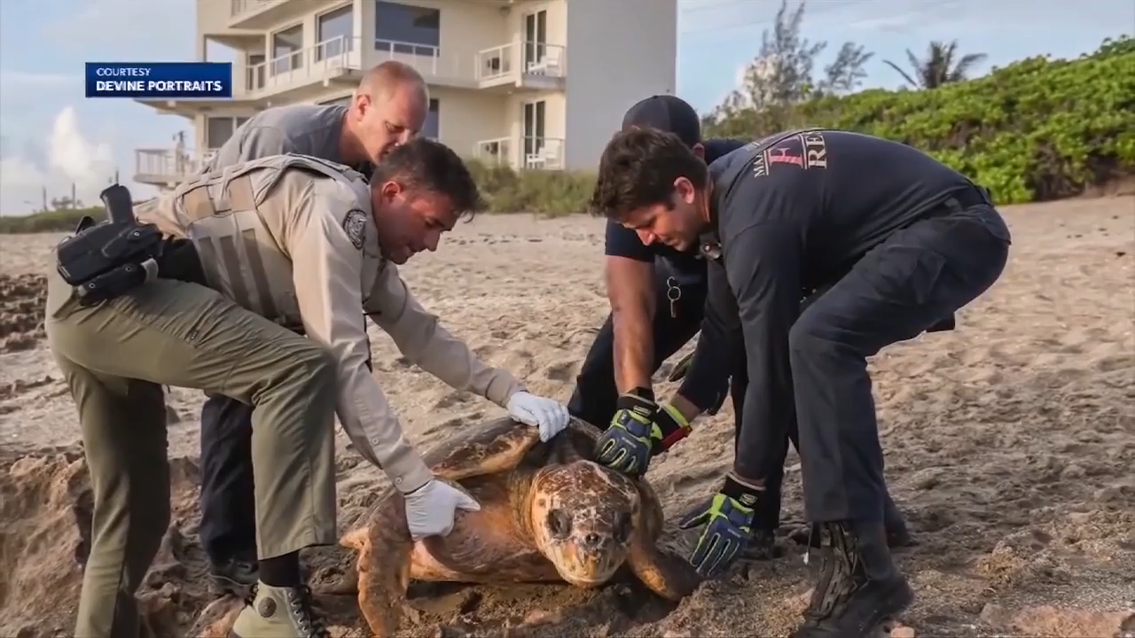 Officials rescue 200-pound loggerhead sea turtle wedged between rocks ...
