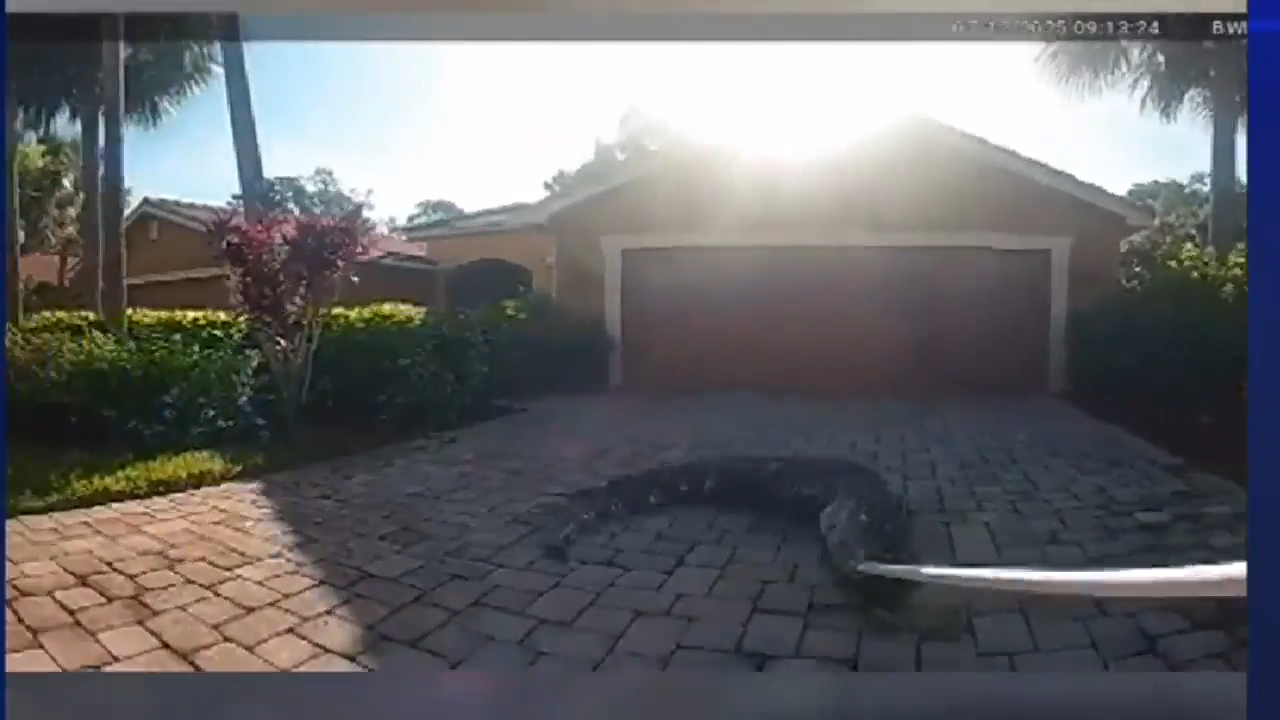 Video captures deputies removing 9-foot alligator from neighborhood in ...
