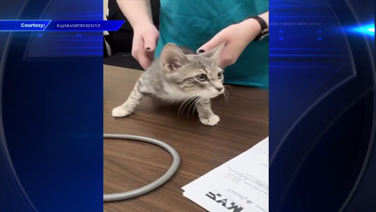 Miami firefighters rescue kitten stuck in banyan tree - WSVN 7News ...